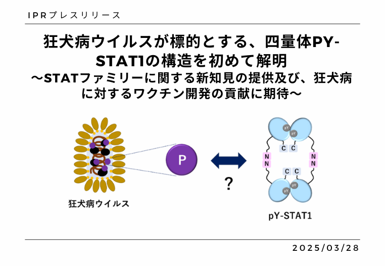 狂犬病ウイルスが標的とする、四量体pY-STAT1の構造を初めて解明 ～STATファミリーに関する新知見の提供及び、狂犬病に対するワクチン開発の貢献に期待～ - 大阪大学 蛋白質研究所